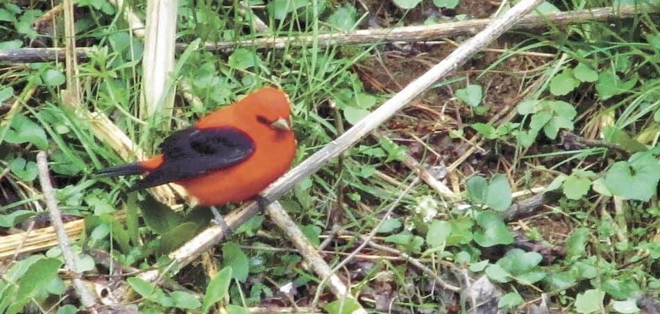 Feathered Friends – Male scarlet tanager stands out from other birds ...