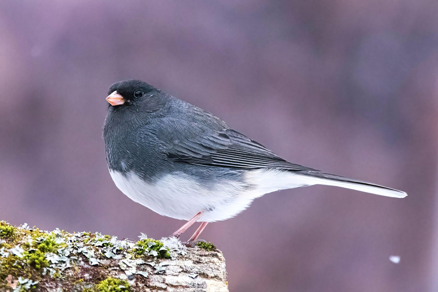 Dark-eyed junco deserves affectionate 'snowbird' nickname | Living ...