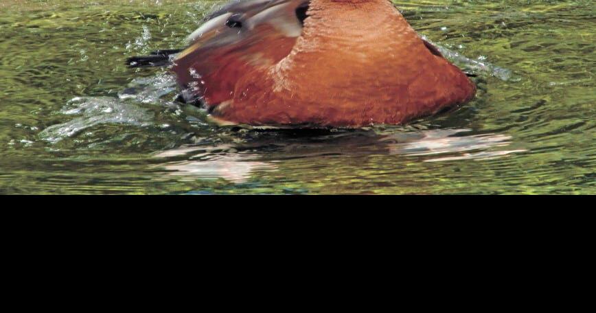 Feathered Friends – Unusual ducks pick Middlebrook Lake for visit ...