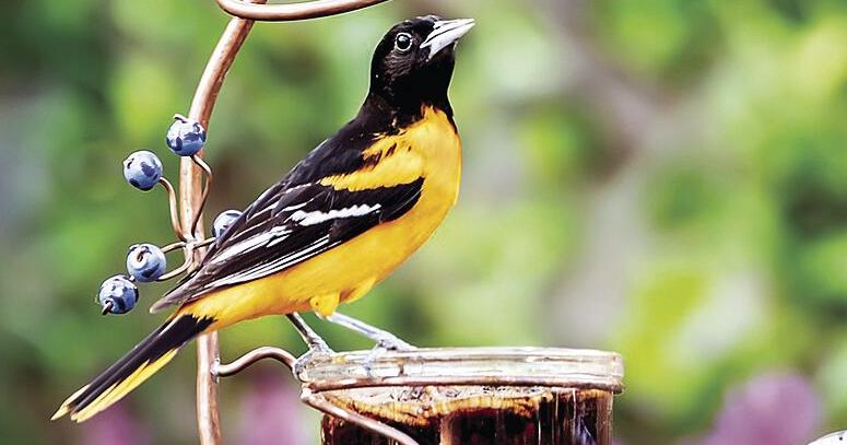 Region has no shortage of beautiful birds | Living | erwinrecord.net