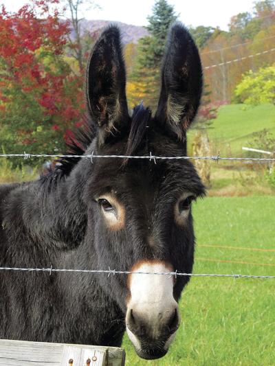 Erwin Record accepting photo entries for '24 calendar | News ...