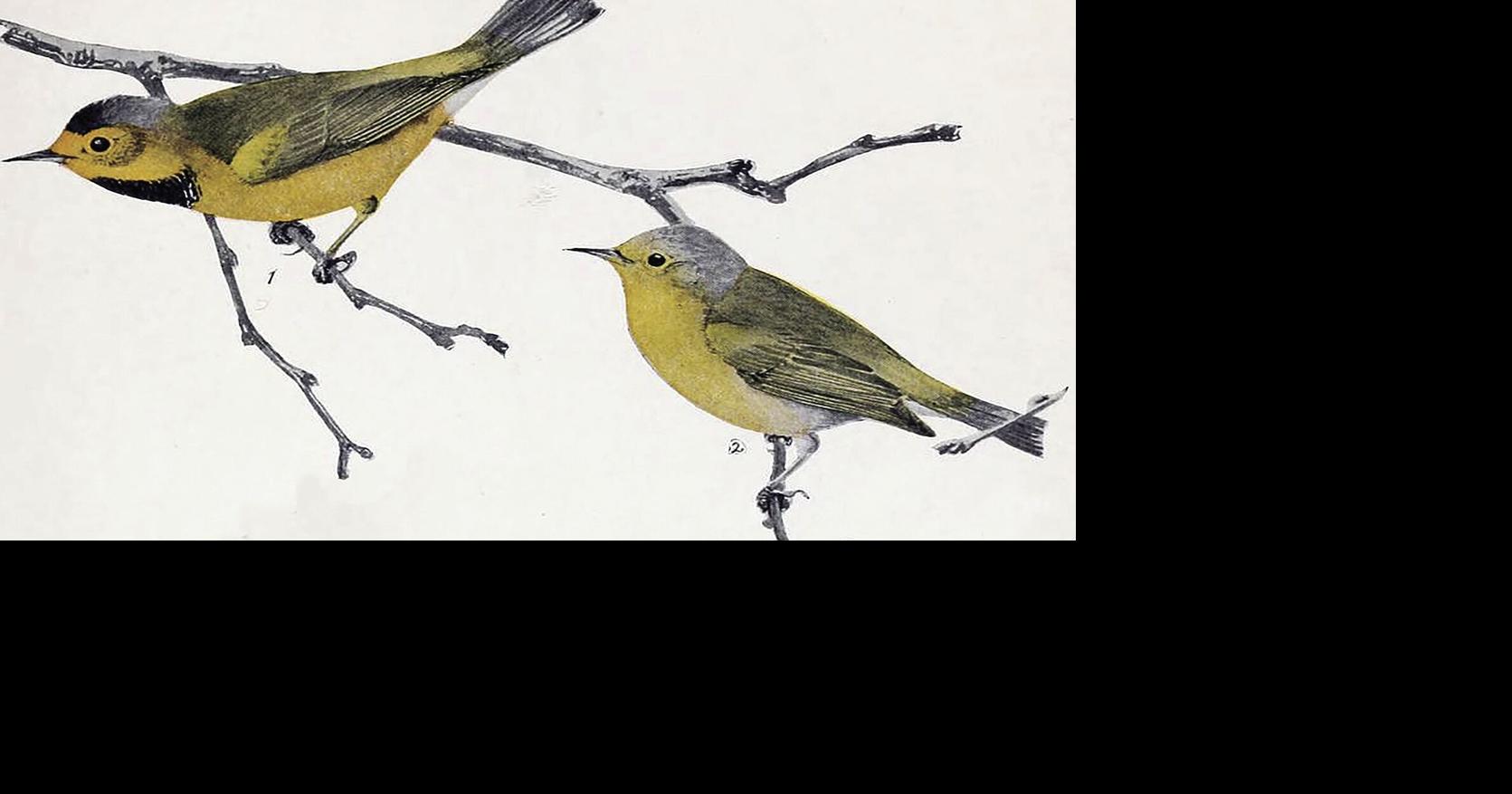Bachman’s warbler declared extinct by USFWS | Living | erwinrecord.net