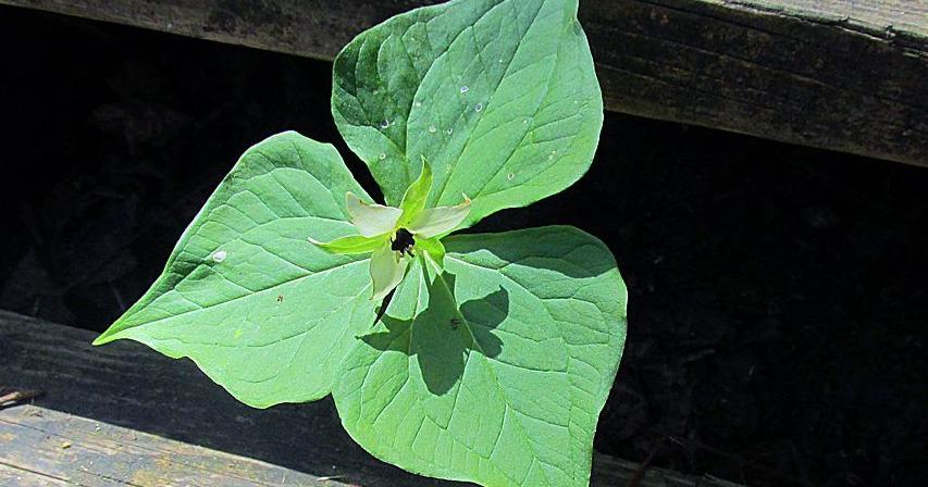 Roan Mountain Spring Naturalists Rally back for 65th year | Living ...