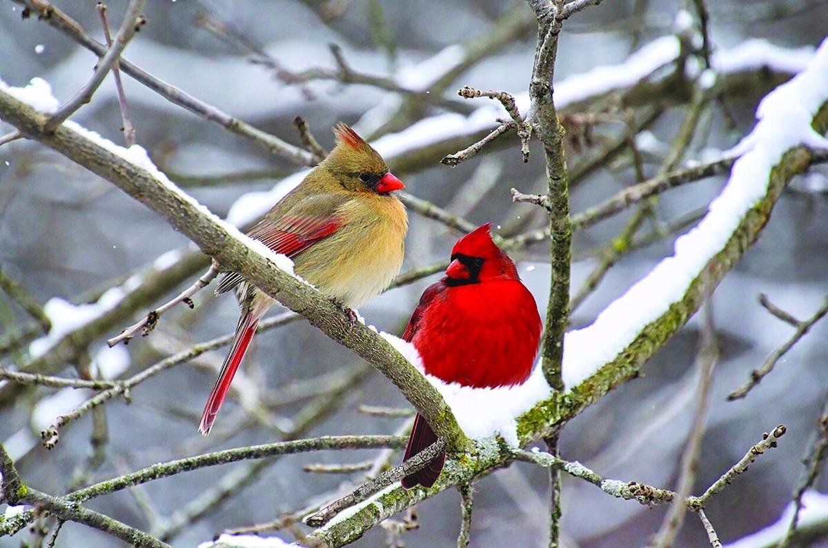 Cardinals never fail to make season merry and bright | Living ...