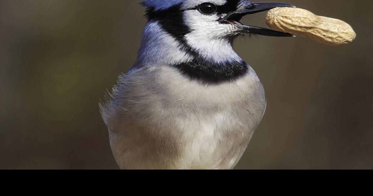 Feathered Friends: Blue jays bold, bossy backyard visitors | Living ...