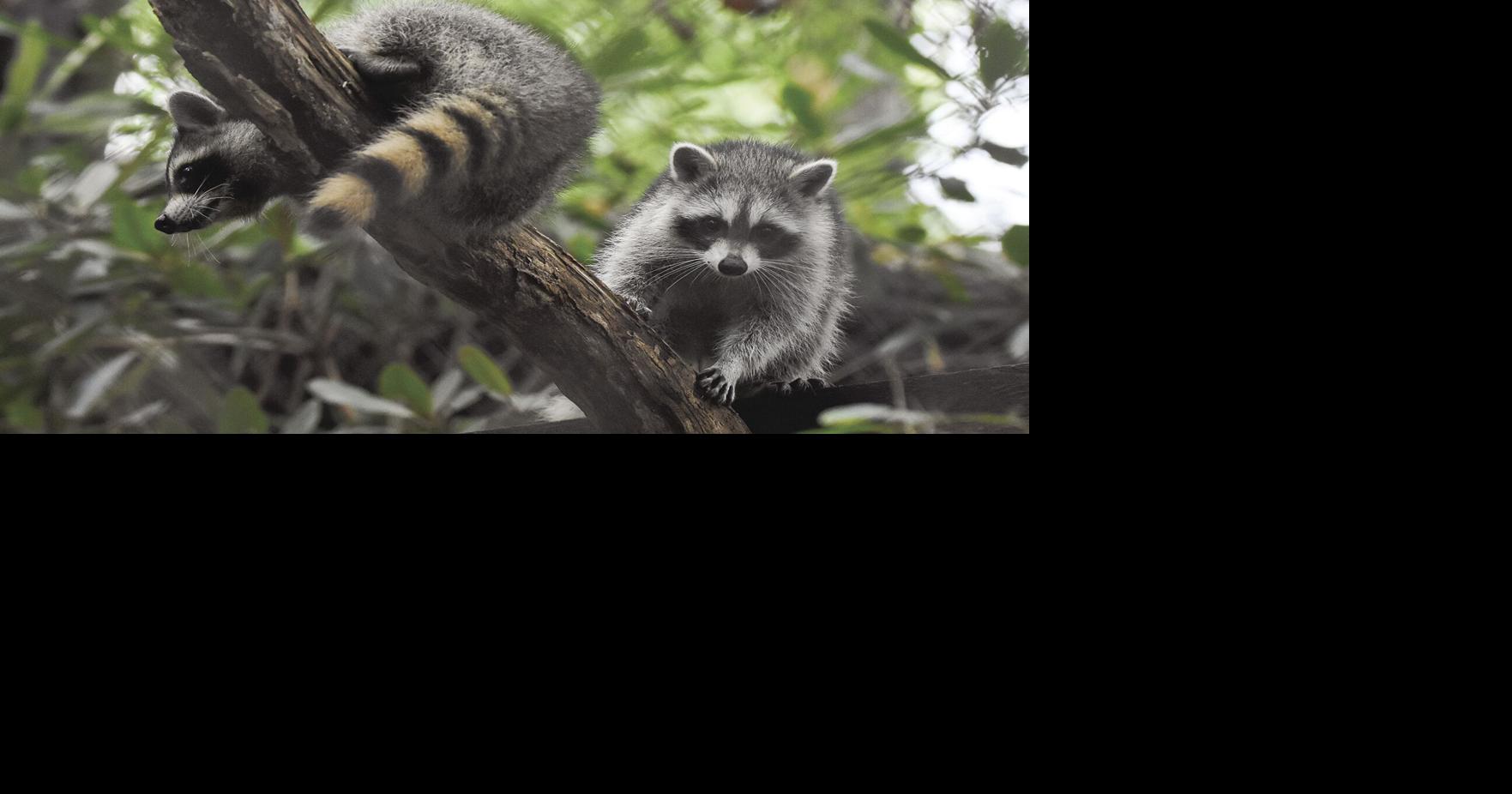 Raccoons WNC Nature Center.jpg | | erwinrecord.net