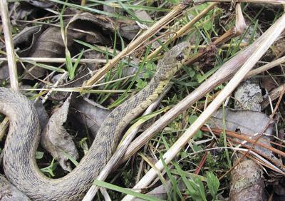 Park sets presentation on native snakes | News | erwinrecord.net