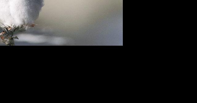 Bristol Bird Club’s veteran members can take newcomers under their ...