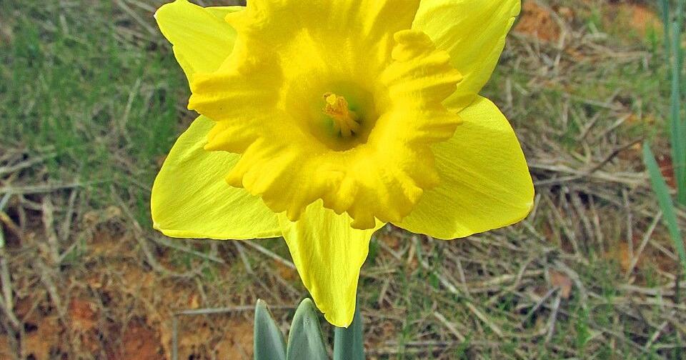 I wandered lonely as a cloud | Living | erwinrecord.net