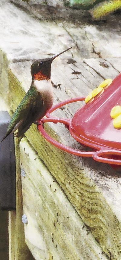 Feathered Friends: Readers share their hummingbird sightings from as ...