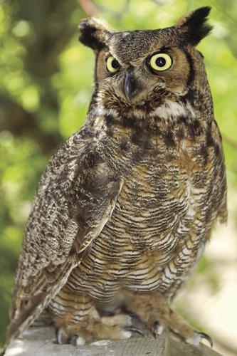 Great horned owls are feathered phantoms in the dark | Living ...