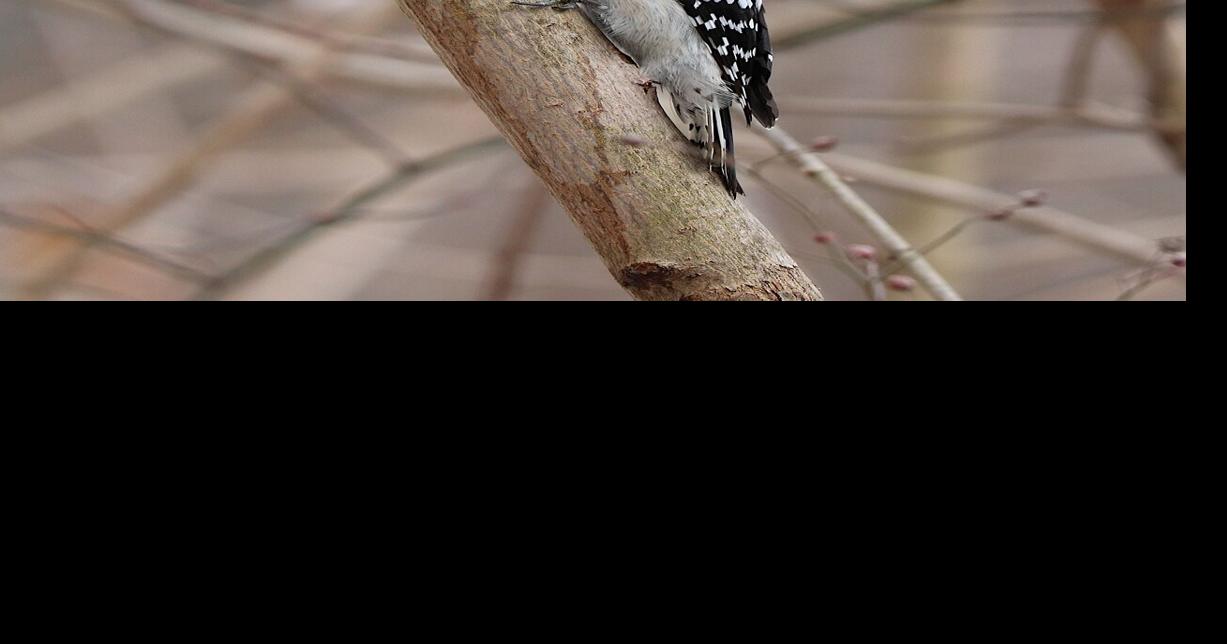 April classes set for Botanical Gardens at Asheville | Living ...