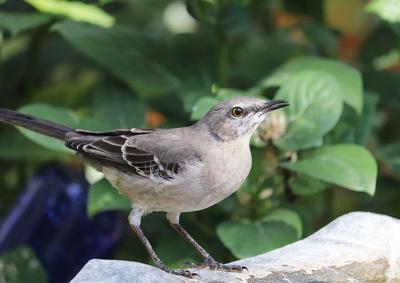 Mockingbird has been Tennessee's state bird since 1933 | Living ...