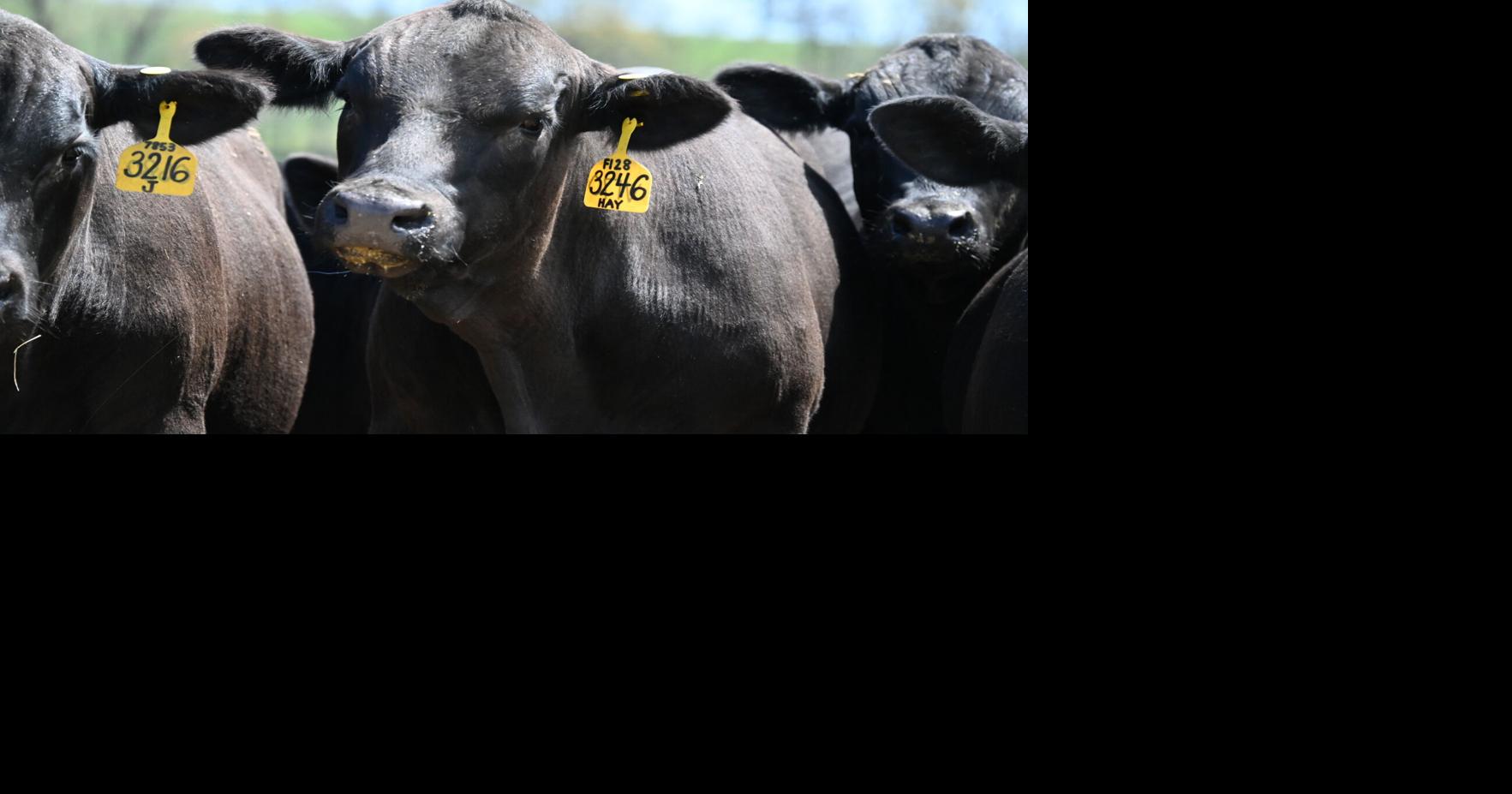 American Angus Association announces the 11 Kansas breeders who ...