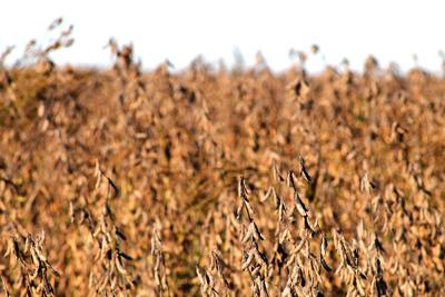 Frost-damaged soybeans need special attention | News | farmtalknews.com