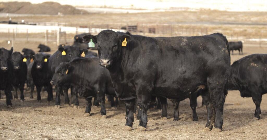 Hot cattle markets, tax changes call for new planning | News ...