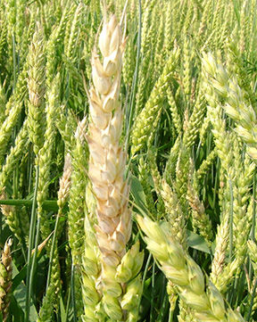 Scab prevalent in wheat | News | farmtalknews.com