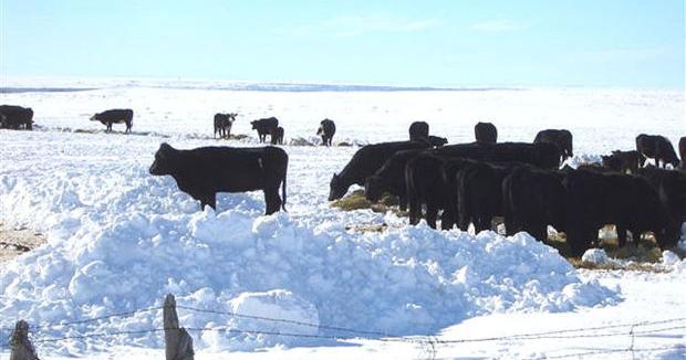 Blizzard keeps midwest cattle ranchers busy | News | farmtalknews.com