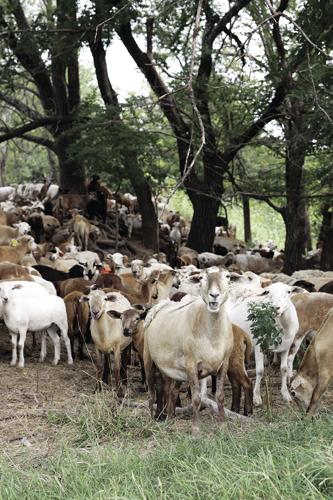 An Oklahoma producer utilizes multi-species rotational grazing | News ...