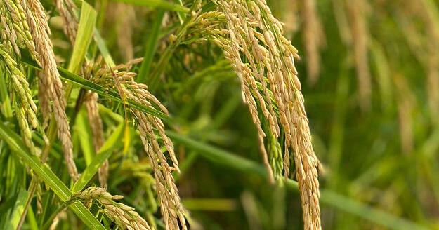 Diverse crop rotations reduce risk of crop loss under poor growing ...