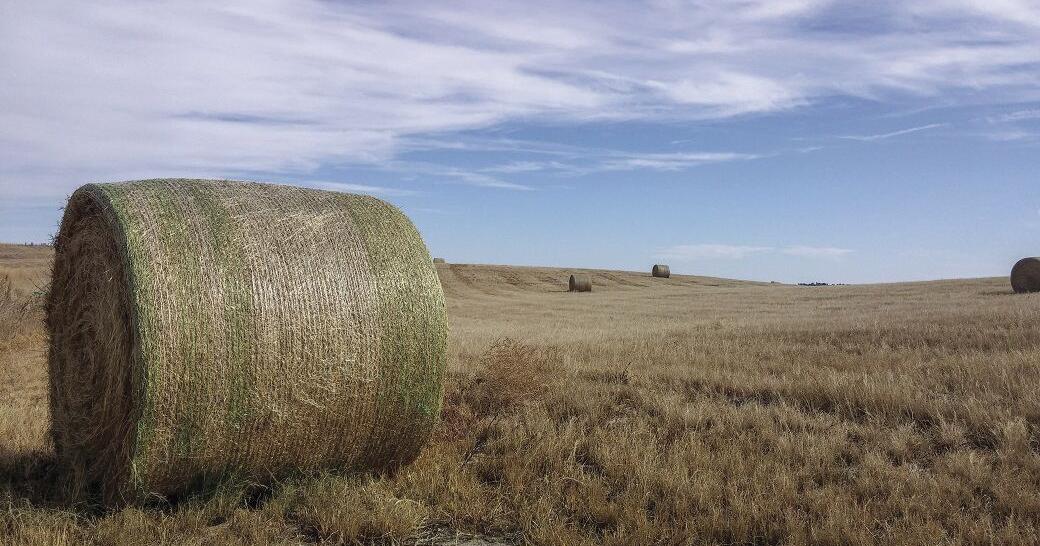 How to sample forage safely and effectively | News | farmtalknews.com