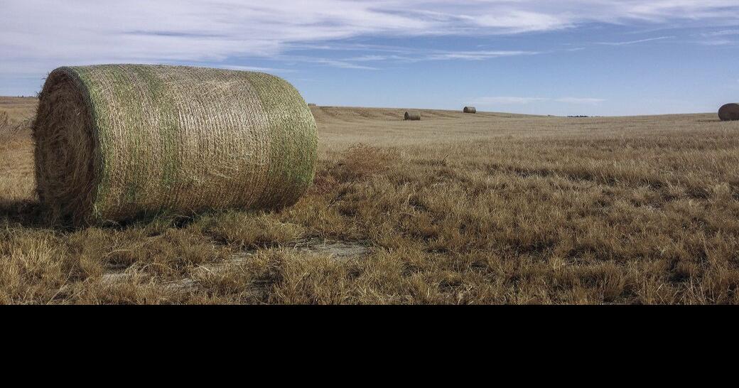 How to sample forage safely and effectively | News | farmtalknews.com