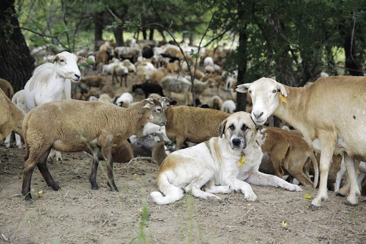 An Oklahoma producer utilizes multi-species rotational grazing | News ...