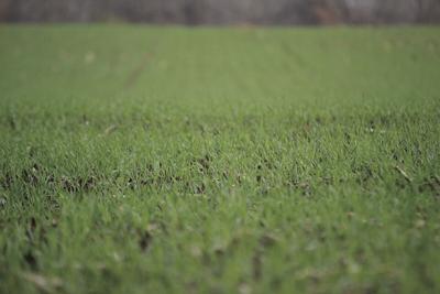 Use location, production goals to determine winter wheat planting dates ...