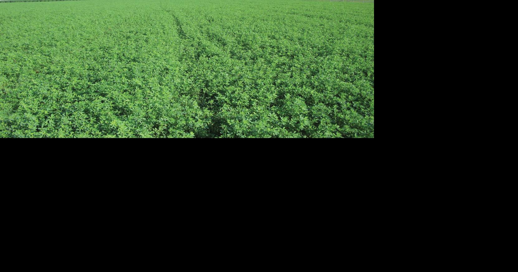 Post-harvest weed control helps minimize spring weed emergence | News ...