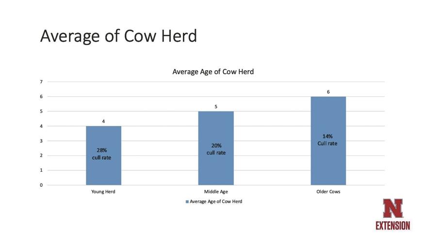 Heifer percent mature body weight at breeding | News | farmtalknews.com