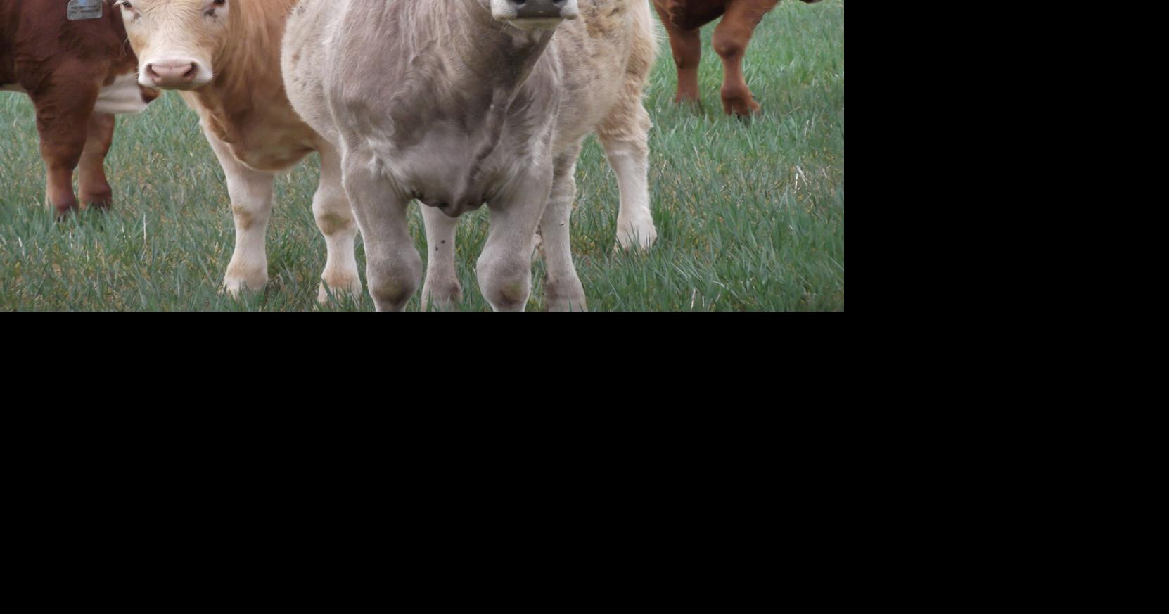 Backgrounding weaned calves on forage | News | farmtalknews.com