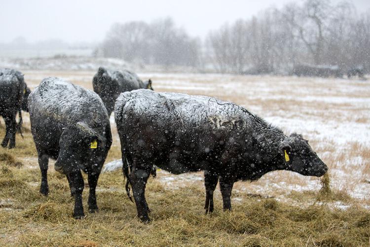 5 ways to prepare for winter on your regenerative ranch | News ...