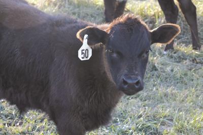 Factors affecting calf prices in 2021-2022 from Superior Livestock ...