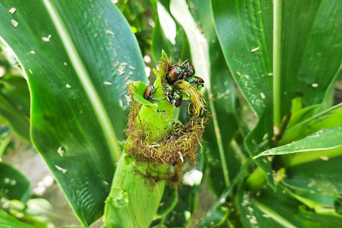 Japanese beetles: Time to scout soybean and corn fields | News ...