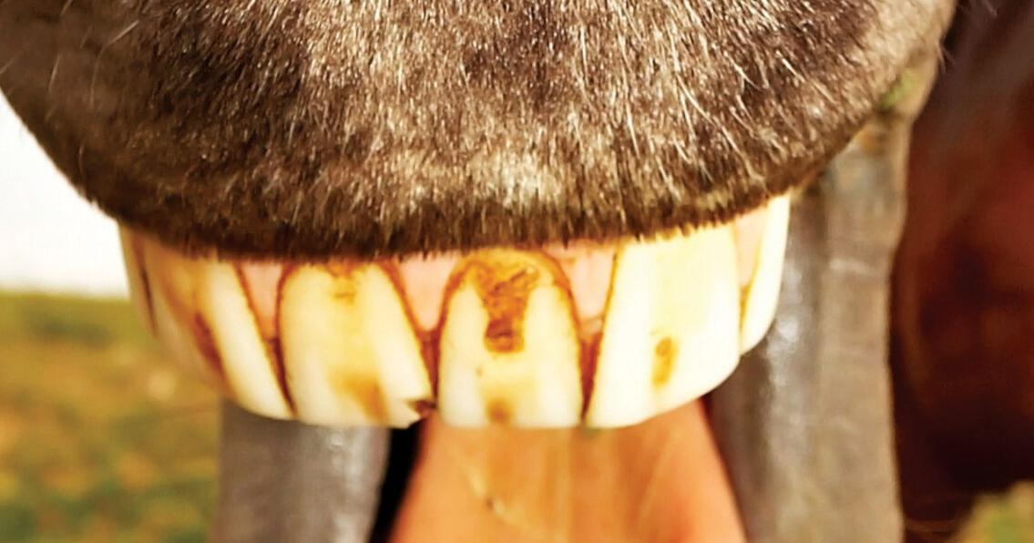 Recognizing horse facial expressions | News | farmtalknews.com