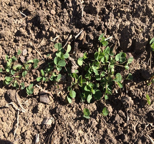 Tips for a top-notch fall planting of alfalfa | News | farmtalknews.com