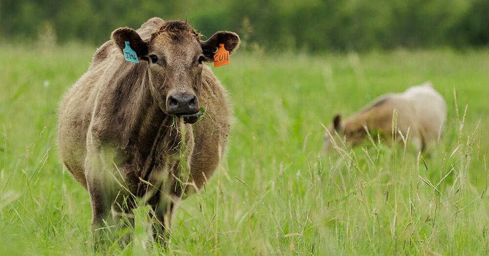 USDA moves to electronic identification tags | News | farmtalknews.com