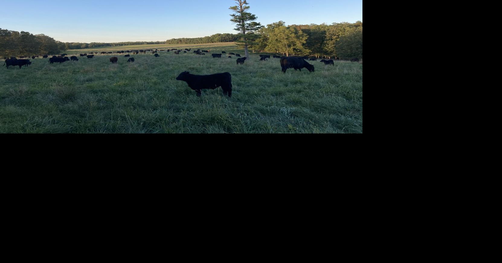 Visual storytelling by South Central Missouri cattle couple the subject ...
