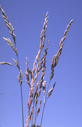 Management required to tap fescue seed potential | News | farmtalknews.com