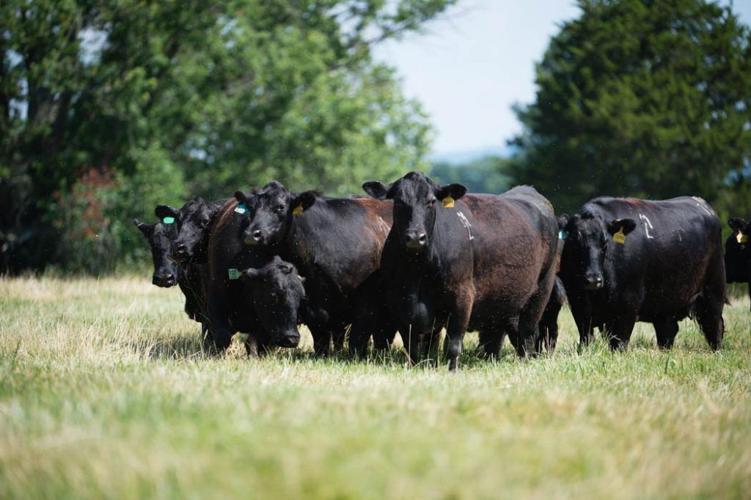 Remove the guesswork from choosing the best fly control for cattle ...