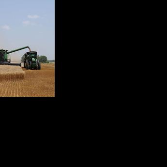 When wheat fields fail, farmers may still have options | News ...