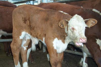 Bovine Respiratory Disease in cow-calf herds | News | farmtalknews.com
