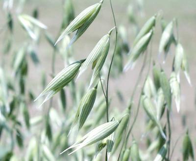 Management for spring oats production | Crops | farmtalknews.com