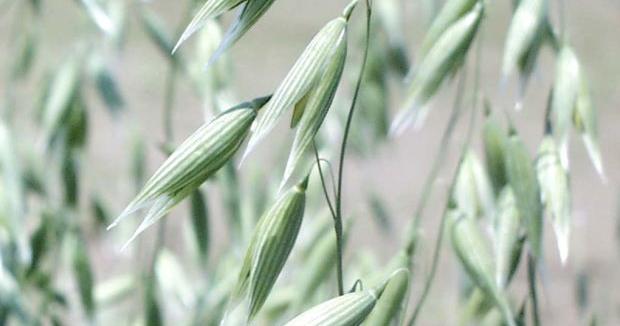 Management for spring oats production | Crops | farmtalknews.com
