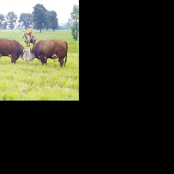 Observe bulls early in breeding season | News | farmtalknews.com