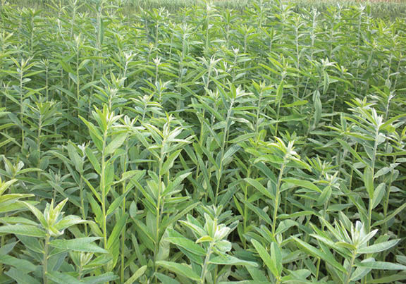 Sunn hemp on the rise | News | farmtalknews.com