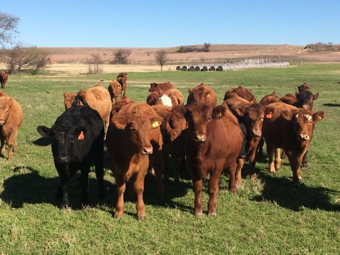 Backgrounding weaned calves on forage | News | farmtalknews.com