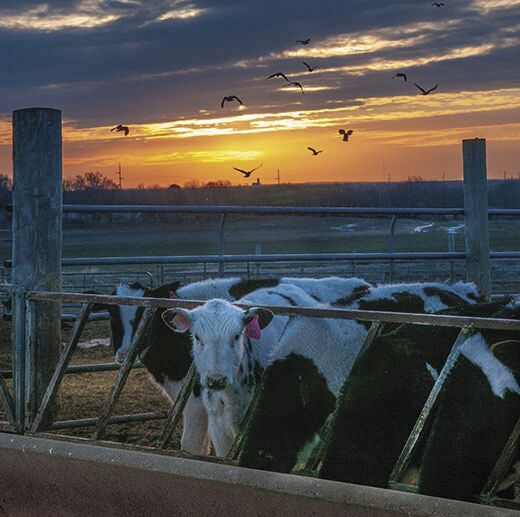 Got milk? Kansas dairies say yes, and plenty of it | News ...