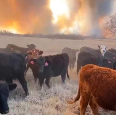 Texas wildfires kill 7,000+ cattle | News | farmtalknews.com