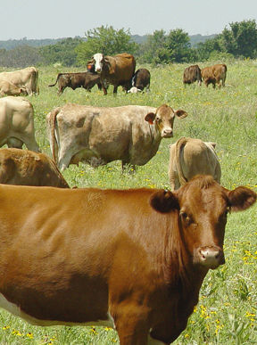 Cull cow prices increasing seasonality | News | farmtalknews.com
